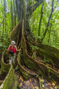 St. Vincent and the Grenadines - Review and Guide for 2022